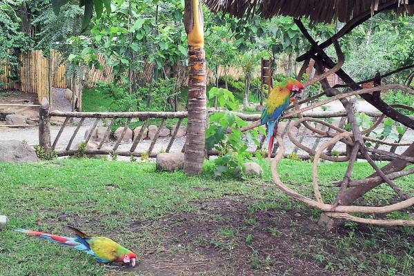 JAYAQUE » What to see. A city with the aroma of coffee. – El Salvador ...