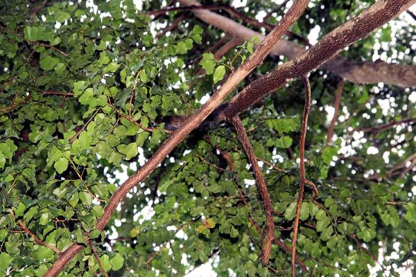 NATIONAL TREE OF EL SALVADOR » Maquilishuat and Balsamo – El Salvador ...