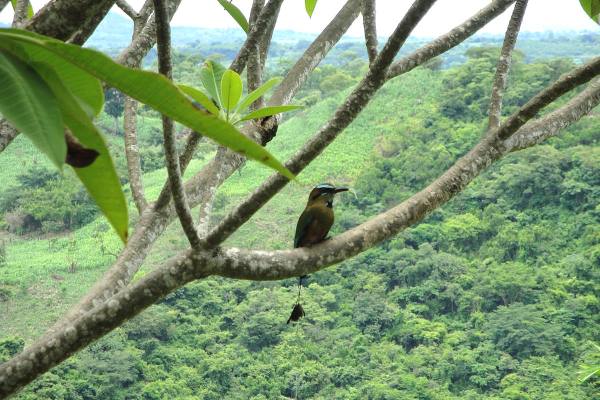 NATIONAL BIRD OF EL SALVADOR » Torogoz. Union and Peace. – El Salvador ...