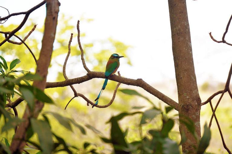 NATIONAL BIRD OF EL SALVADOR » Torogoz. Union and Peace. – El Salvador ...