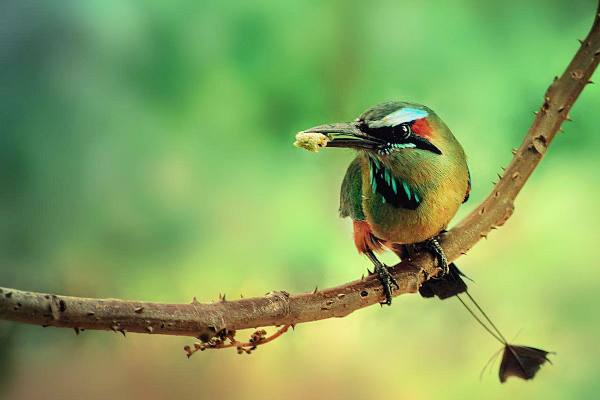 NATIONAL BIRD OF EL SALVADOR » Torogoz. Union and Peace. – El Salvador ...