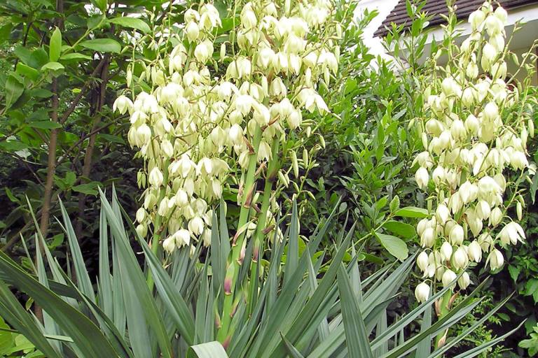 NATIONAL FLOWER OF EL SALVADOR » The Izote flower. – El Salvador Travel
