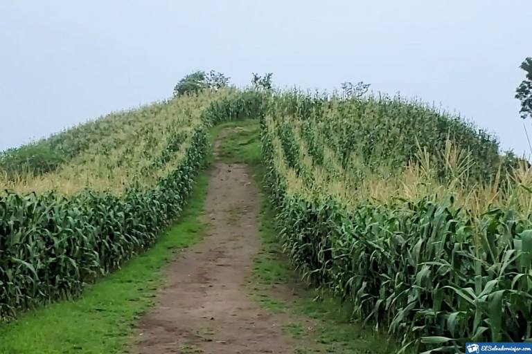 COMASAGUA » Qué ver y hacer en el bálsamo del café – Viajar a El Salvador